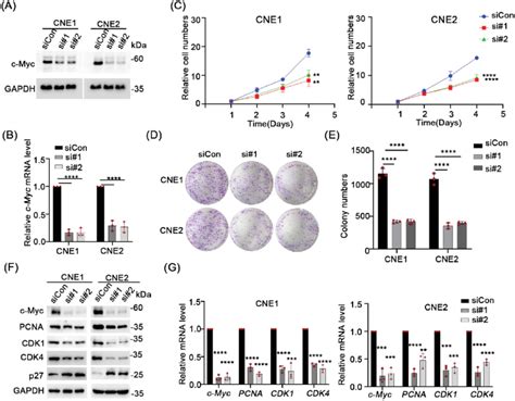 Knock Down C Myc Inhibits Npc Cells Proliferation A B The Knockdown Download Scientific