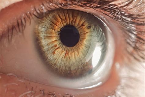 Camera Vs Human Eye What Is The Human Eye Dynamic Range