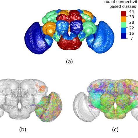 A Circuit Diagram Of 54 Connectivity Based Cell Classes The Size Of Download Scientific