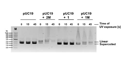 Representative Agarose Gel Of Puc19 Plasmid Dna Incubated With 2m 1