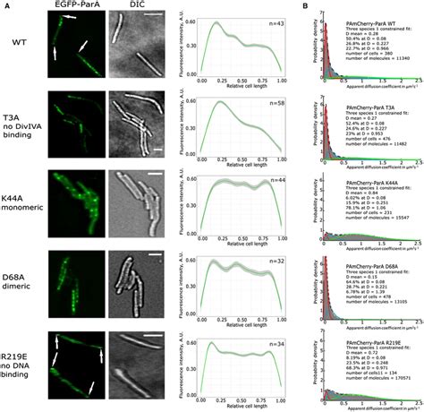 Disruption Of Atp Or Dna Biding By Para Affects Its Localisation And