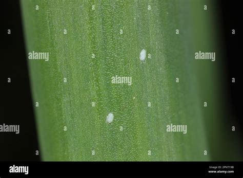 Detailed Closeup Of Egg Eggs Of The Small Leek Moth Acrolepiopsis