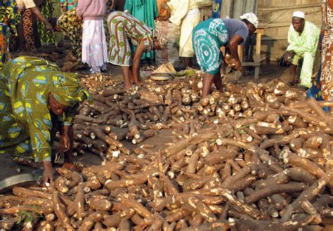 Lagos Nigeria Keen To Increase Cassava Production Financial Fortune Media