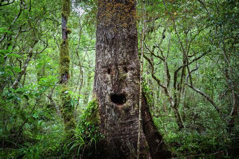 Face Growing On Tree In Lush Forest Stock Photo Dissolve