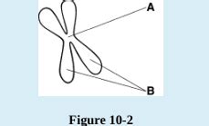 Biology Chapter Flashcards Quizlet