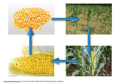 Leaf Venation Patterns — Science Learning Hub