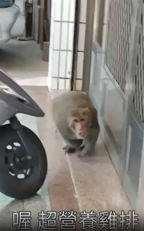 偷酸高雄猴子「好肥喔」！他遭爆氣狂追 一秒嚇爛：對不起對不起 生活 Nownews今日新聞