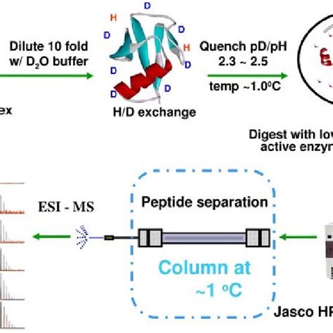 A Schematic View Of The Hdx Experiment The Protein Is Diluted In A D2o