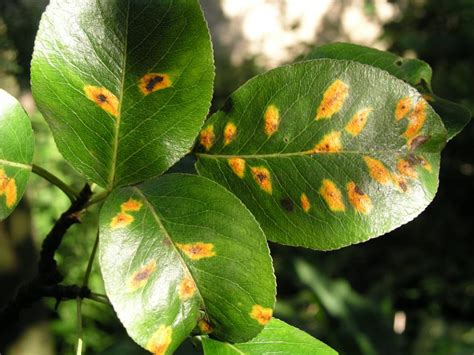 Rust Fungus Alchetron The Free Social Encyclopedia