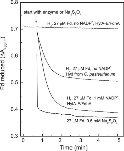 Ferredoxin Fd Reduction With H 2 Catalyzed By The Electron Bifurcat Download Scientific Diagram