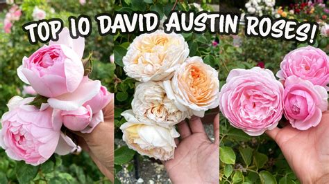 When Are David Austin Roses In Season At Joel Kates Blog