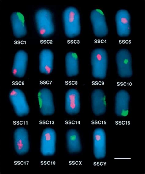 Representative Two Dimensional Fish Images Showing Chromosome