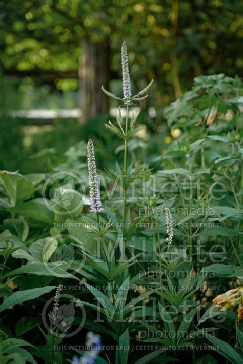 Photo Of Veronicastrum Cupid Culvers Root