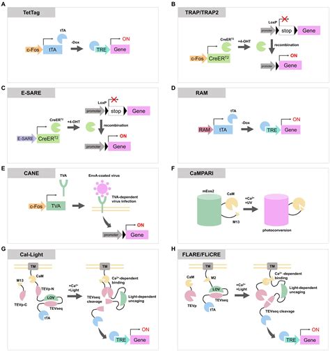 Frontiers Molecular Tools To Capture Active Neural Circuits