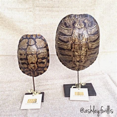 Decorative Turtle Shells Handcrafted In Texas Marci Schneider