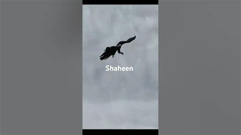 Shaheen Rap Quotes Pawarholakhalidhobijatimere Youtube