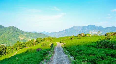 신선한 유기농 녹차 새싹 및 잎 농장 푸른 하늘 아리 산 산에서 유명한 우롱차 차 지역 및 태양 대만 0명에 대한 스톡 사진 및 기타 이미지 Istock