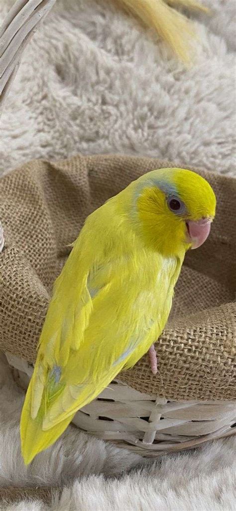 Parrotlet American Yellow Fallow Male