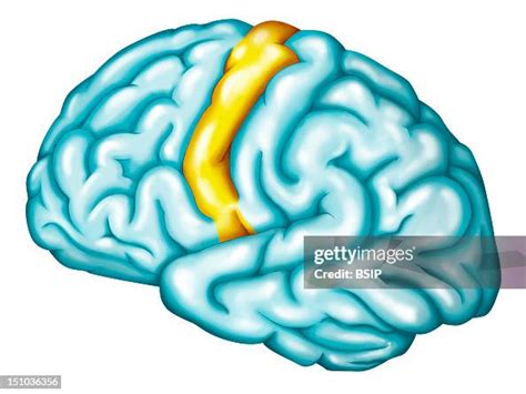 Primary Motor Cortex Precentral Gyrus The Primary Motor Cortex
