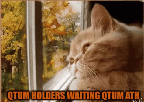 Waiting Cat  Waiting Cat Qtum Discover And Share S