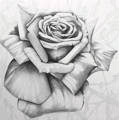How To Draw A Rose Step By Step Helpful Tutorials For Beginners