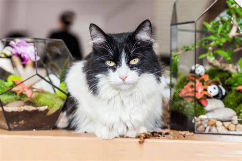 Названы самые красивые породы кошек