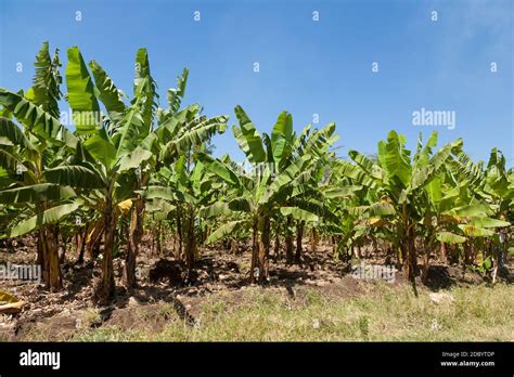 Banana Plantation Near Lake Manyara Tanzania Africa Rural Landscape