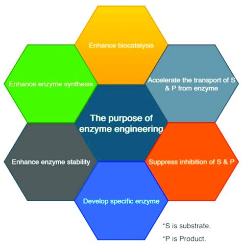Main Purpose Of Enzyme Engineering Download Scientific Diagram