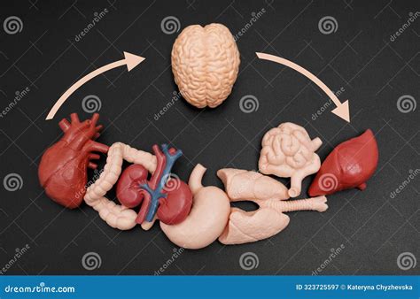 Cerebro Y órganos Con Flechas Curvadas Que Muestran Comunicación En El