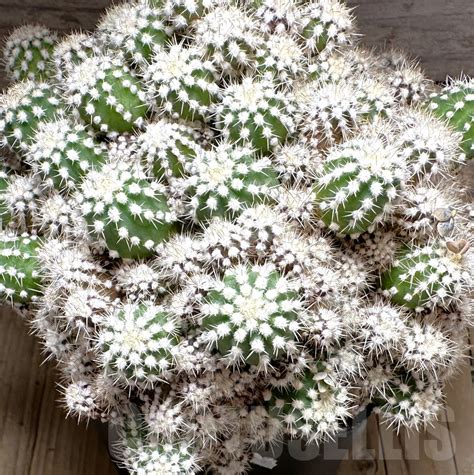 SHPR32152 Echinopsis subdenudata f. monstrose, old 12 years – Кактус онлайн