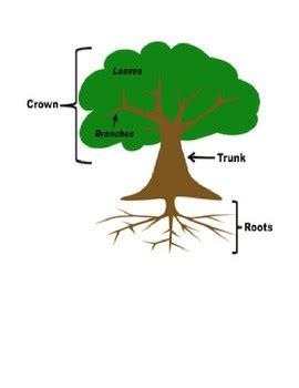 Creative Curriculum Trees Study Visuals By Caputo S Crew TPT