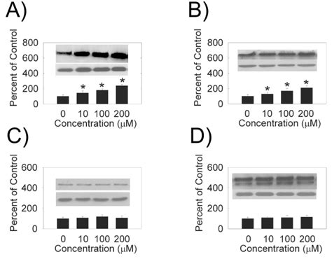 Dose Dependence Of Hydrogen Peroxide Pmca Protein Levels A Pmca1