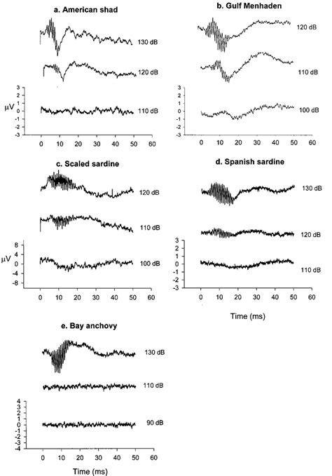 Abr Waveforms In Response To 600 Hz Sounds Presented At Several Levels