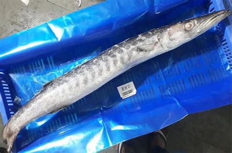 Baracudda Fish And Frozen Moonfish Exporter From Veraval