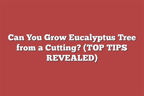 Can You Grow Eucalyptus Tree From A Cutting TOP TIPS REVEALED Tree Pursuits