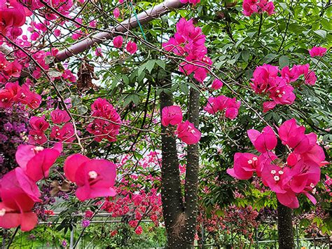 남미서 온 한림공원의 화려한 부겐빌레아