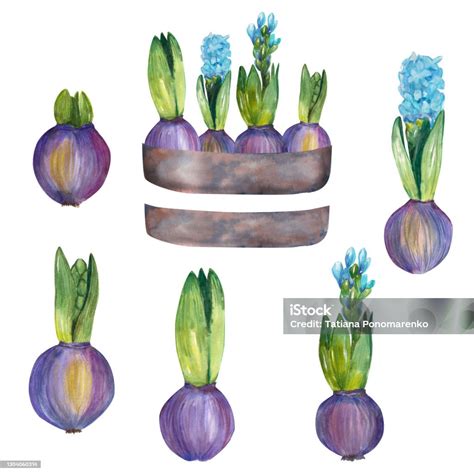 히아신스 수채화 색깔 그림 미술 전구 요소 성장 삽화 고립 된 세트 줄기 아름다움 푸른 꽃봉오리 카드 크로커스 수선화 장식 꽃