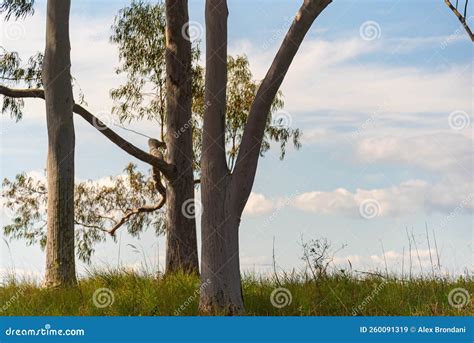 Eucalyptus Plants On Blue Background Stock Image