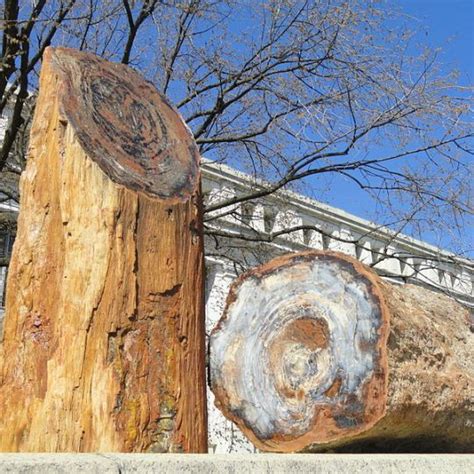 10 Historic Plants That Have Gone Extinct