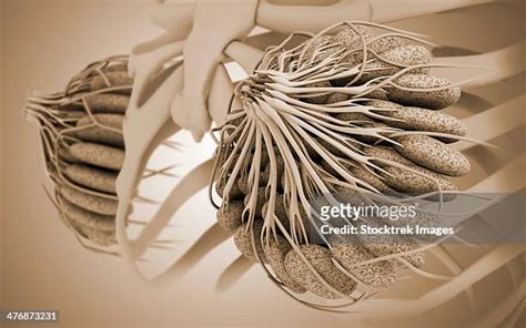 Areola High Res Illustrations Getty Images