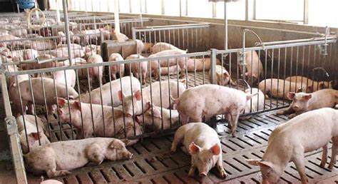 Western Visayas Top 2 Swine Producer In Ph