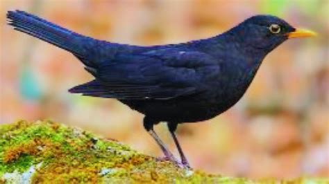 The Great Battle In 2023 Crow Vs Blackbird Revealed Chirper Birds