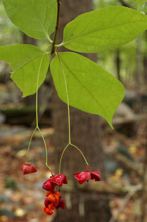 Opposite Acuminate Leaves Imported Ornamental Native To Ja Flickr