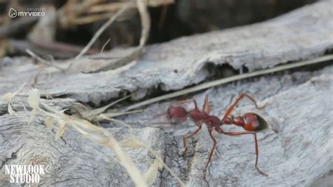 ჭიანჭველები Youtube