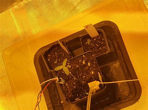 Climate Control For Growtents Using Raspberry Pi 4 Aka Growmobs R