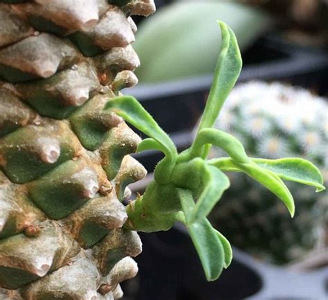 ユーフォルビア・ソテツキリン（蘇鉄麒麟）の育て方・花 ゆるぷ