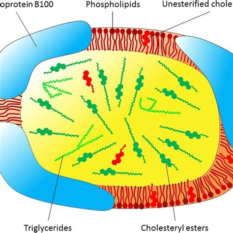 Scheme Of An LDL Particle Including The Various Components Download Scientific Diagram