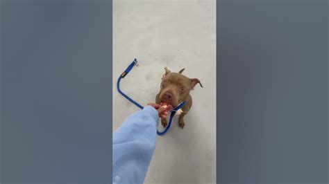 Princess Buttercup Does Tricks Youtube