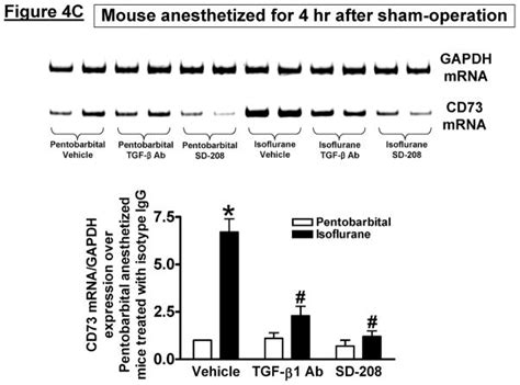 The Volatile Anesthetic Isoflurane Induces Ecto 5′ Nucleotidase Cd73 To Protect Against Renal