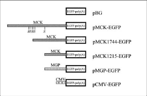 Schematic Representation Of Egfp Expressing Plasmids Nucleotide Download Scientific Diagram